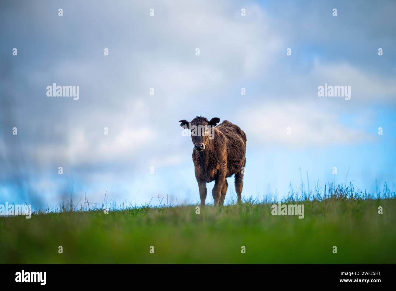 stud prime beef wagyu bull in a grass fed free range farm in a farming ...