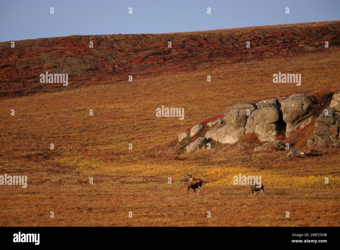 moose, Alces alces, cow and calf run over fall colored tundra on the ...