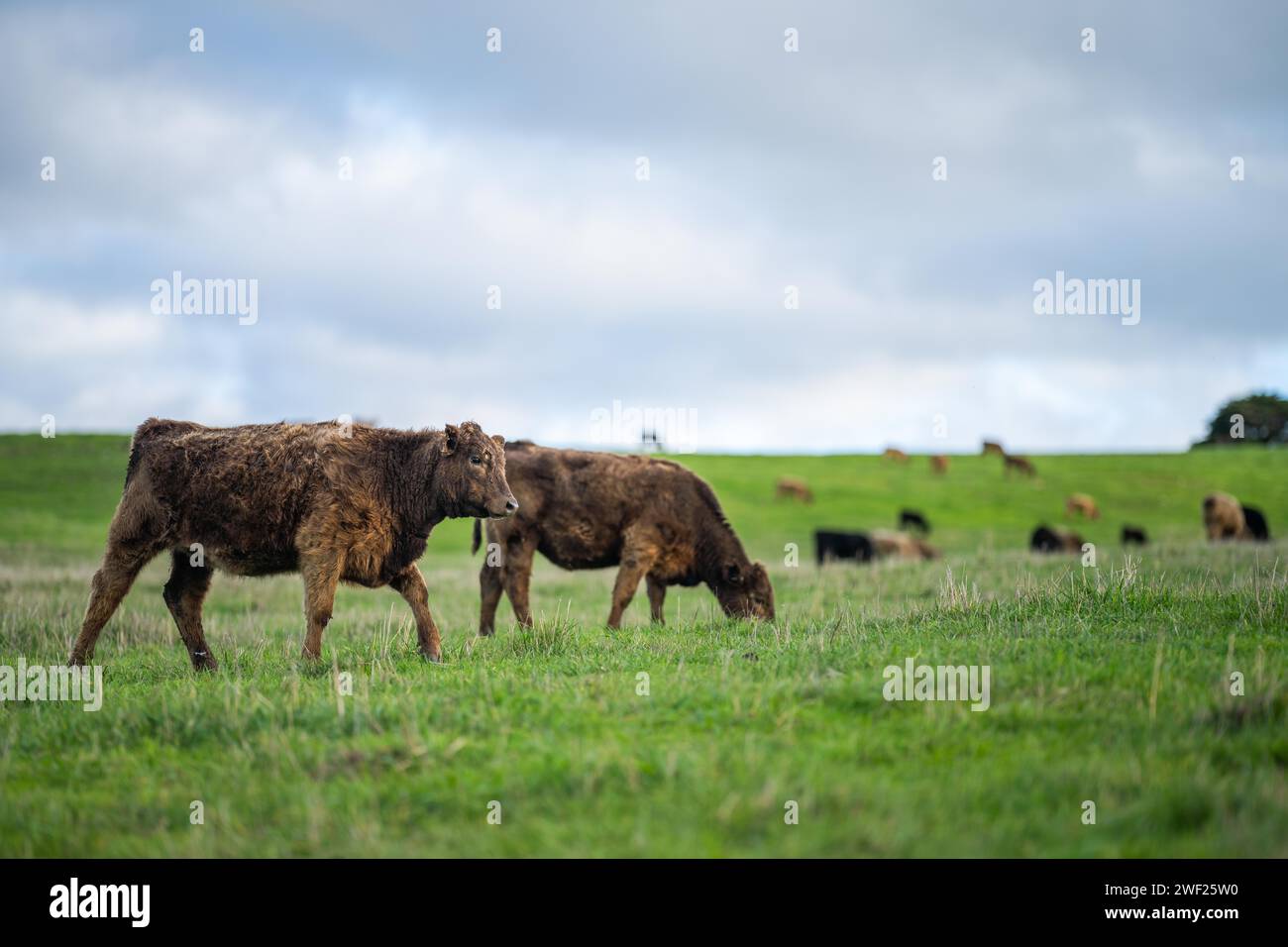 Farming wheat cattle germany hi-res stock photography and images - Alamy