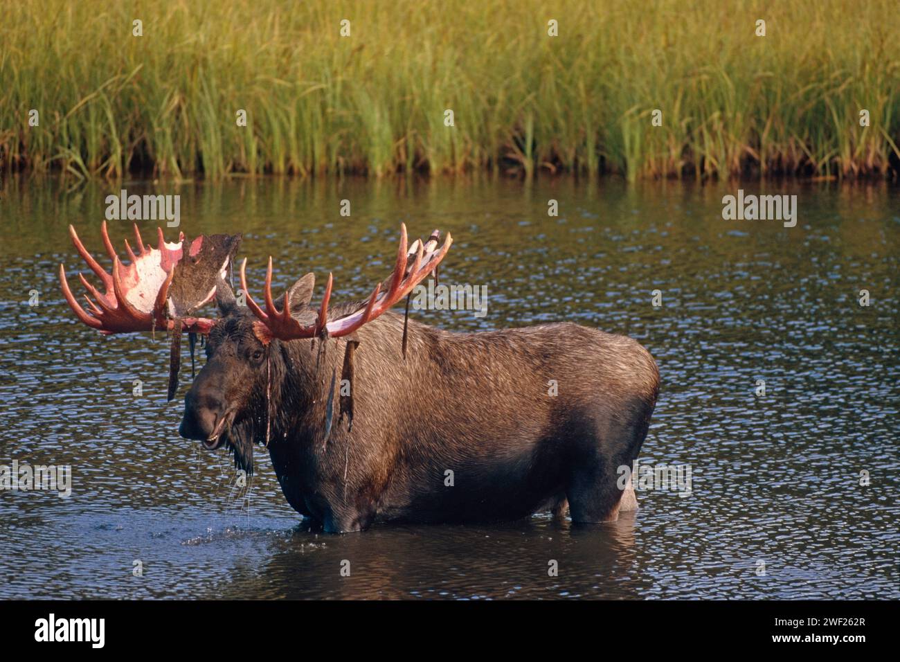 Aquatic plants vegatation hi-res stock photography and images - Alamy