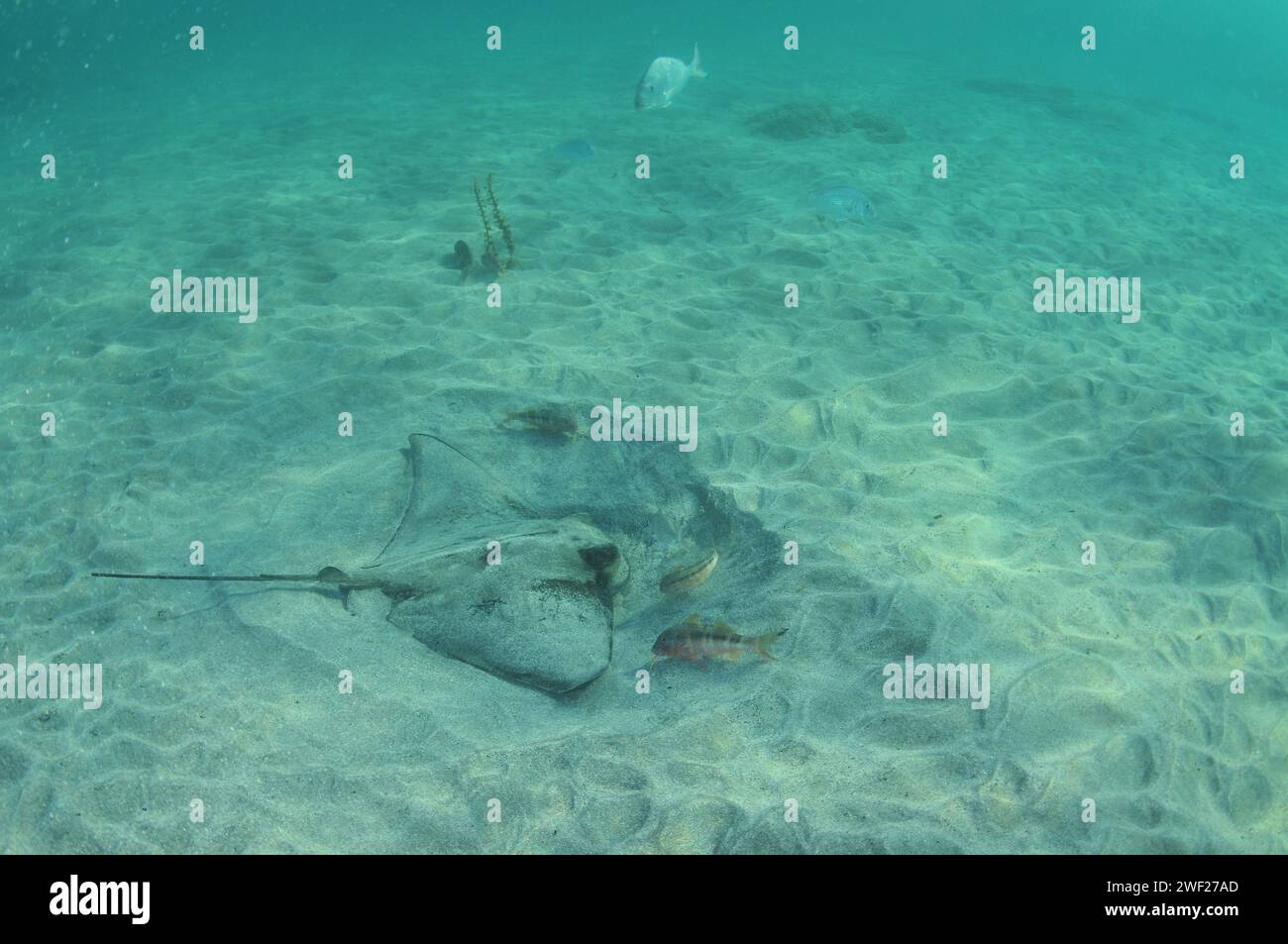 New Zealand eagle ray with goat fish in shallow water in evening light ...