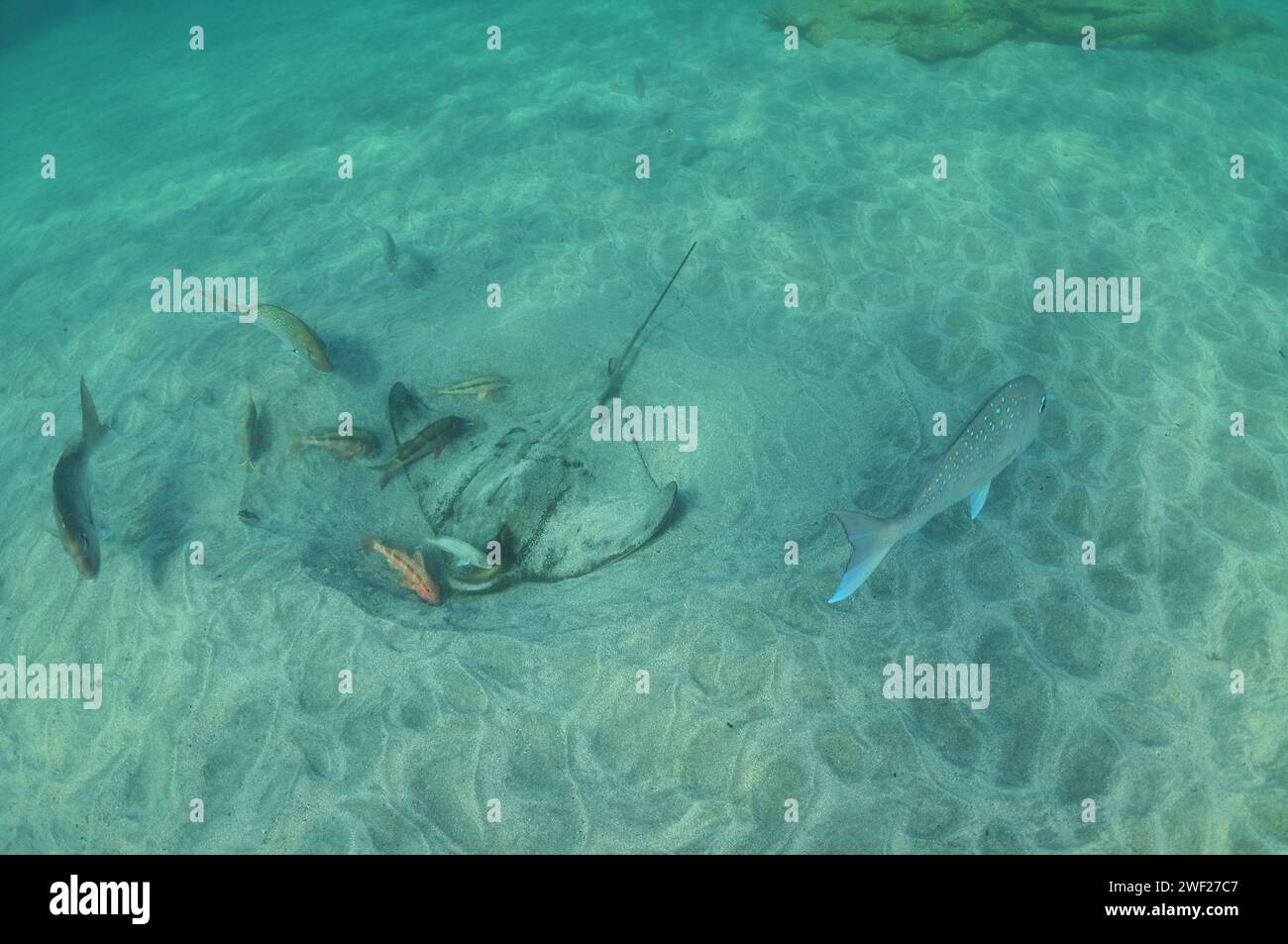 Goatfish feeding around New Zealand eagle ray in shallow water in ...