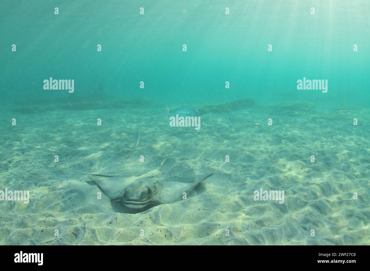 New Zealand eagle ray on sand in shallow water in evening light ...