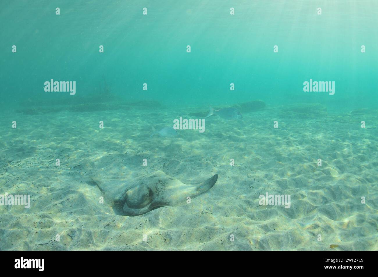 New Zealand eagle ray on sandy bottom in shallow water in evening light ...