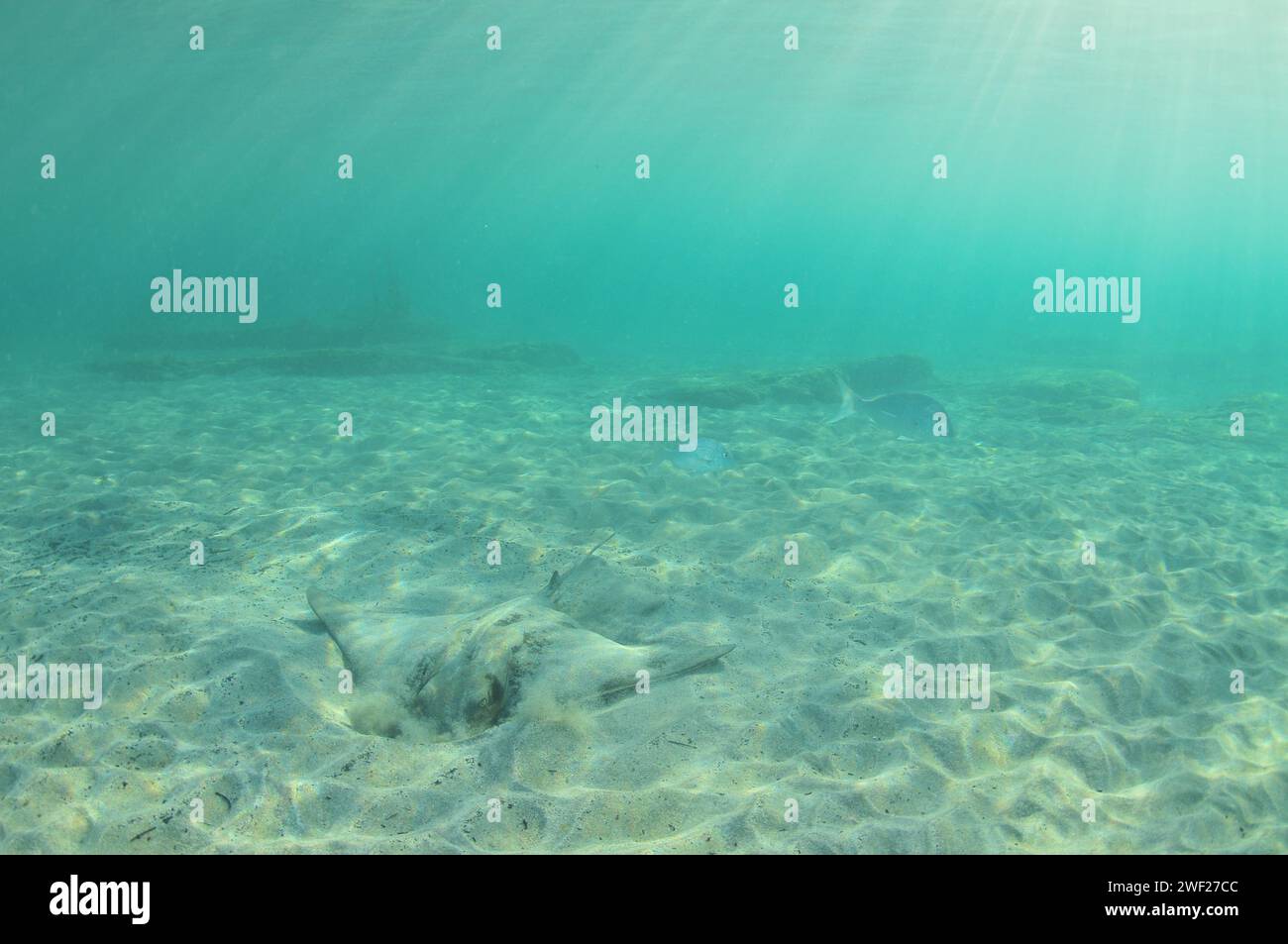 New Zealand eagle ray digging for food in shallow water in evening ...