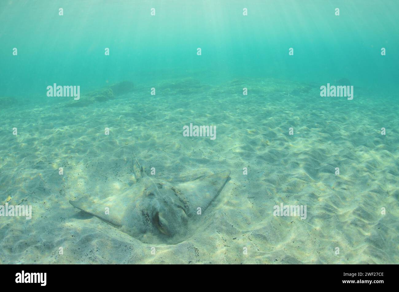 New Zealand eagle ray digging in sandy sea bed in shallow water in ...