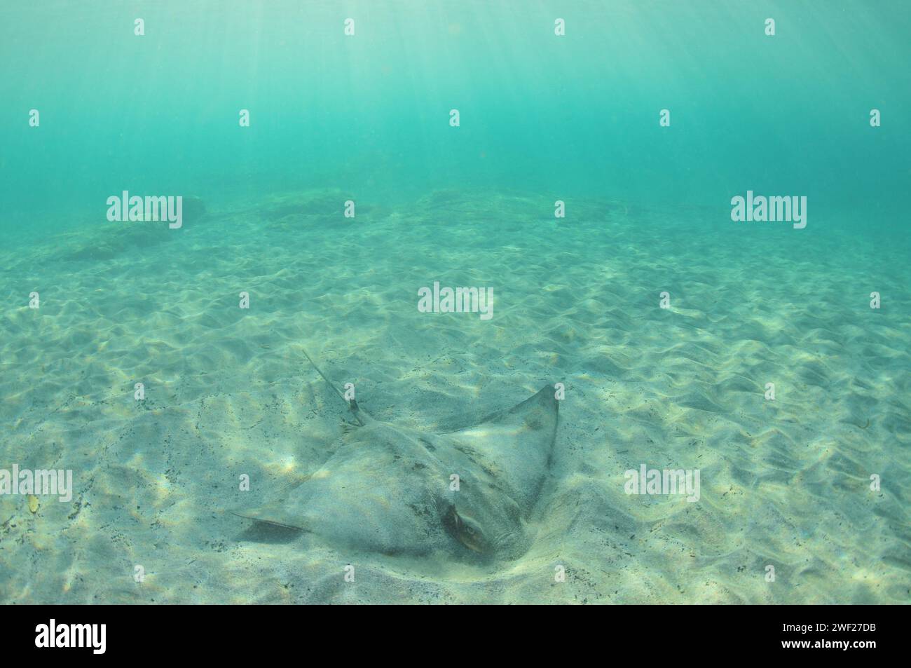 New Zealand eagle ray digging In coarse sand in shallow water in ...