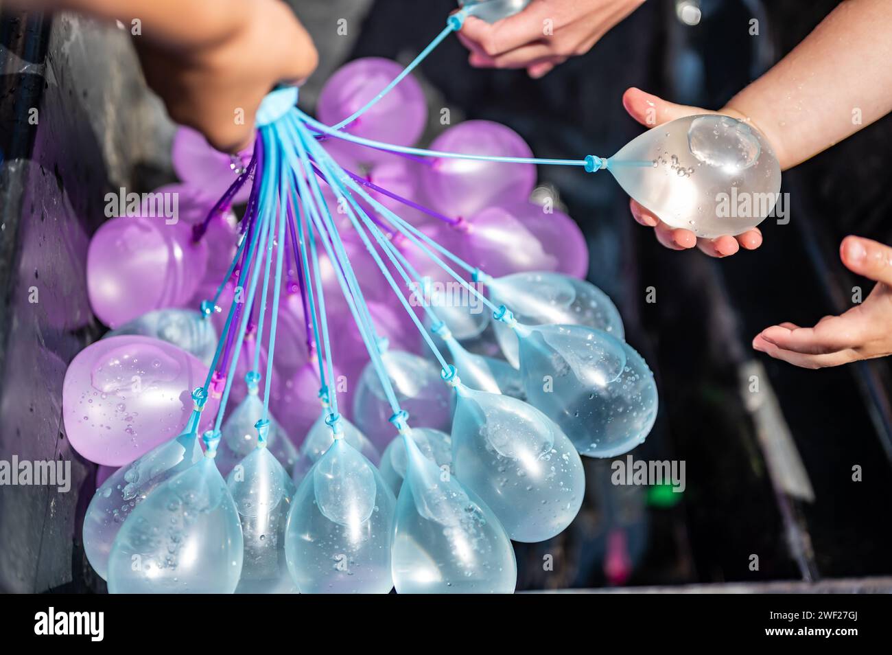 Rapid filling self sealing water balloons being inflated with a hose ...