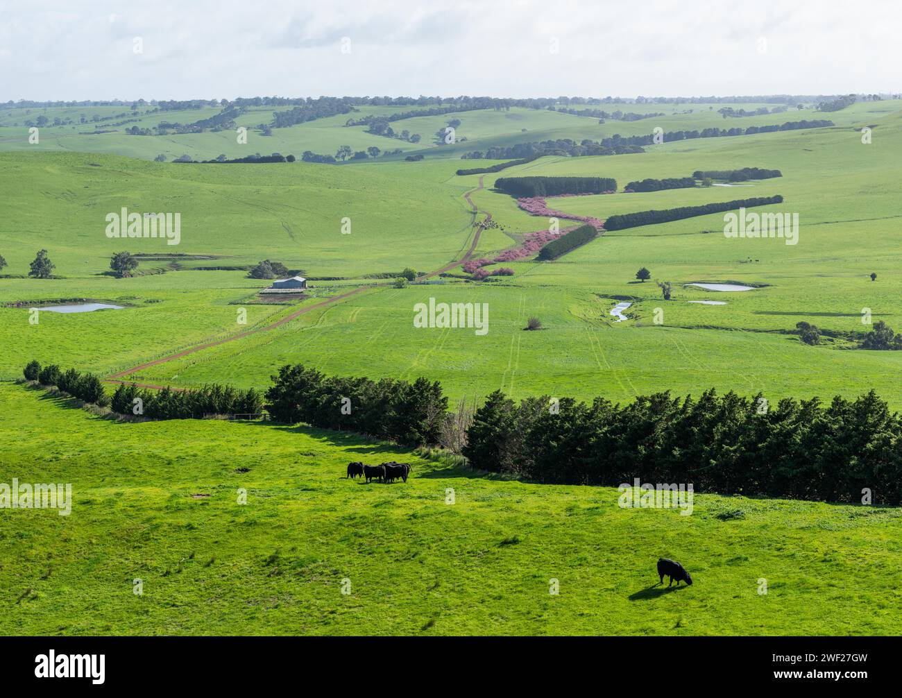 Farming landscape of stud angus and wagyu bulls grazing, with beautiful ...