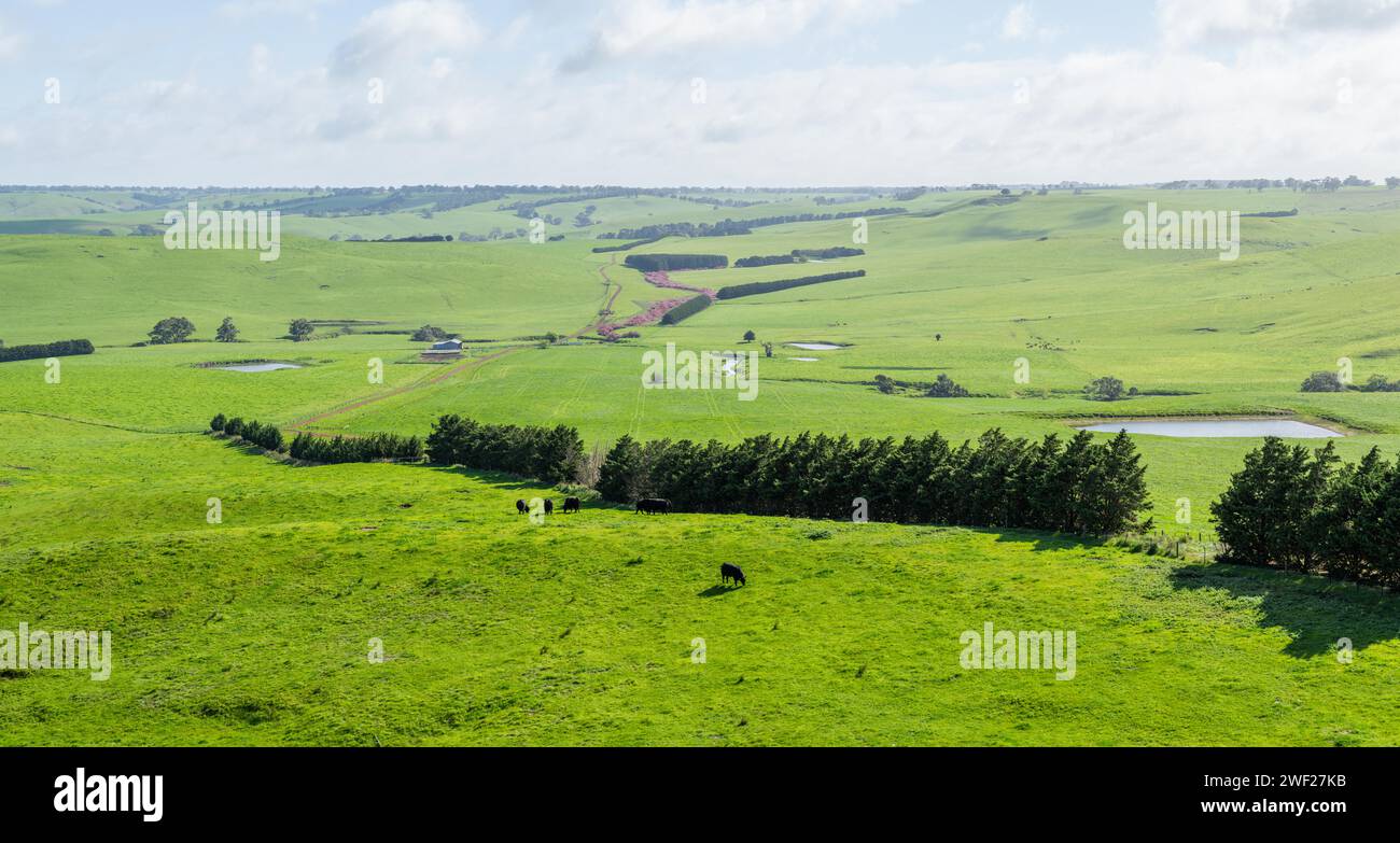 Farming wheat cattle germany hi-res stock photography and images - Alamy