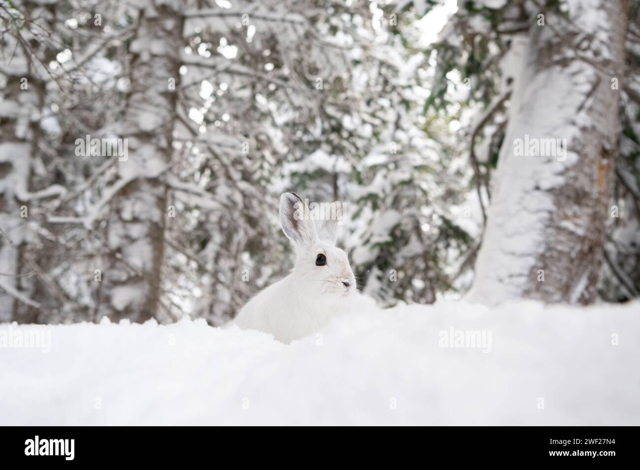Rocky Mountain National Park Snowshoe Hare Stock Photo - Alamy