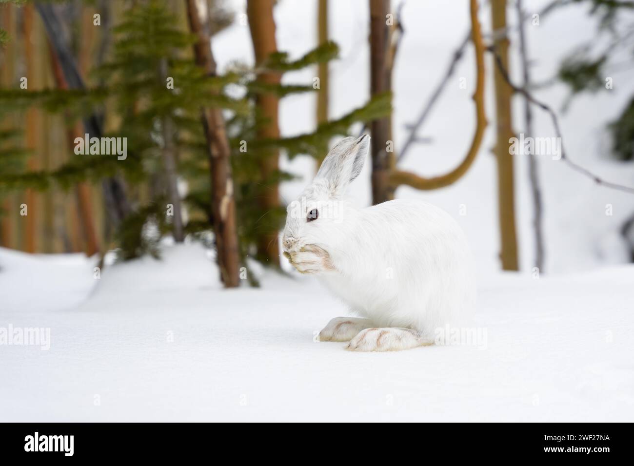 Rocky Mountain National Park Snowshoe Hare Stock Photo - Alamy