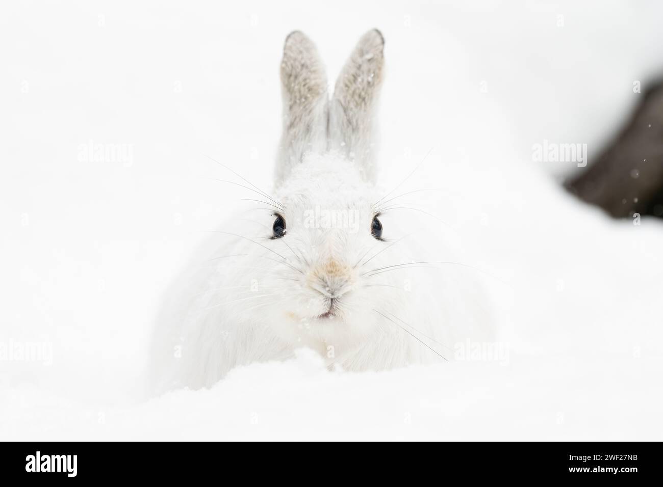 Rocky Mountain National Park Snowshoe Hare Stock Photo - Alamy