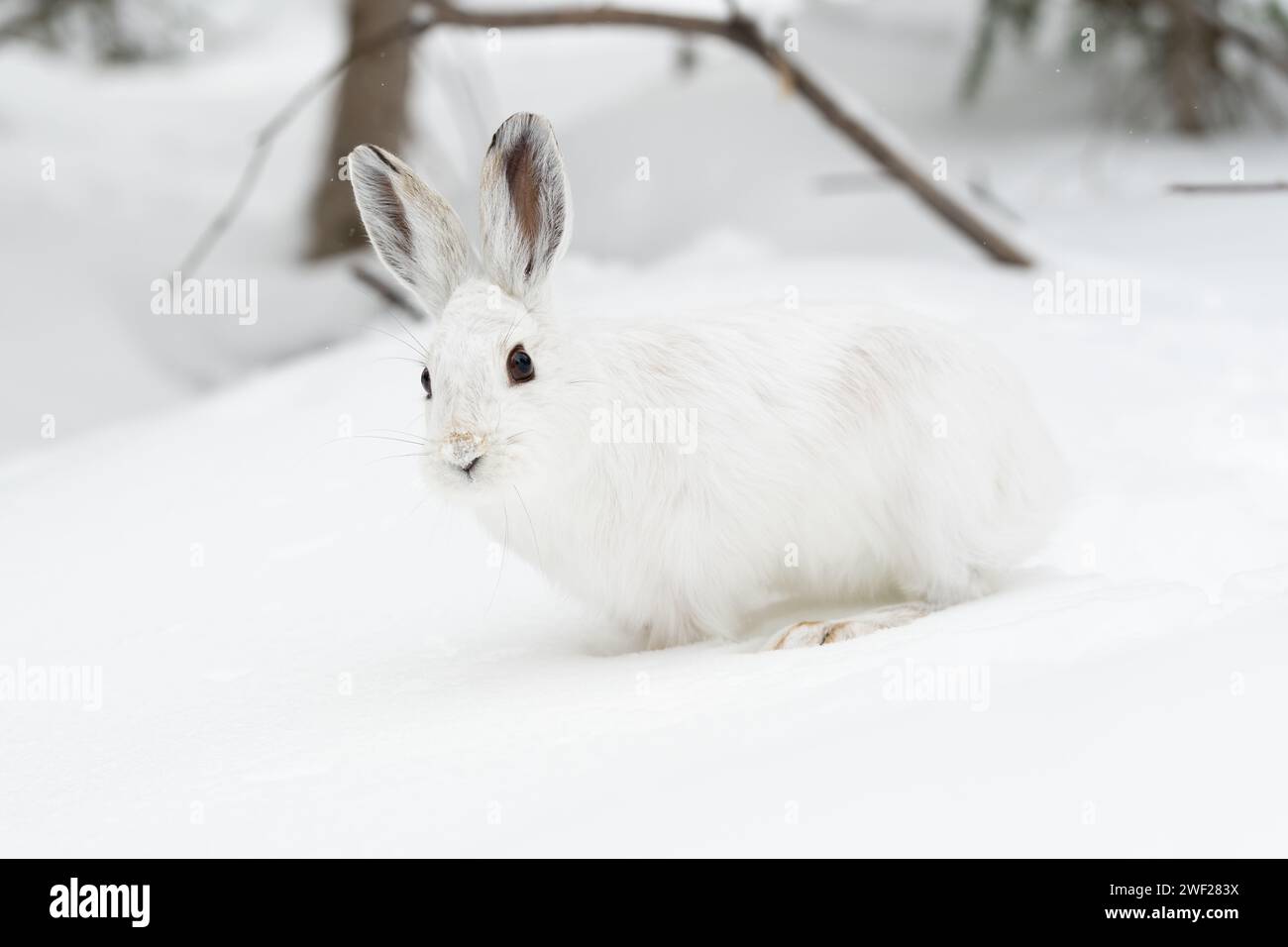 Hares in national parks hi-res stock photography and images - Alamy