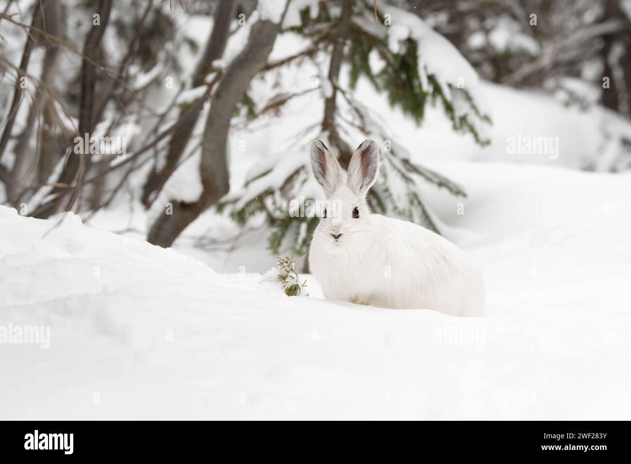 Mountain rabbits hi-res stock photography and images - Alamy
