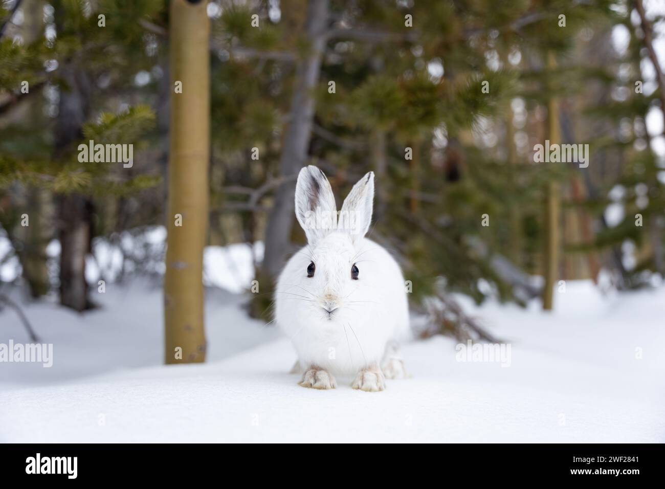Hares in national parks hi-res stock photography and images - Alamy