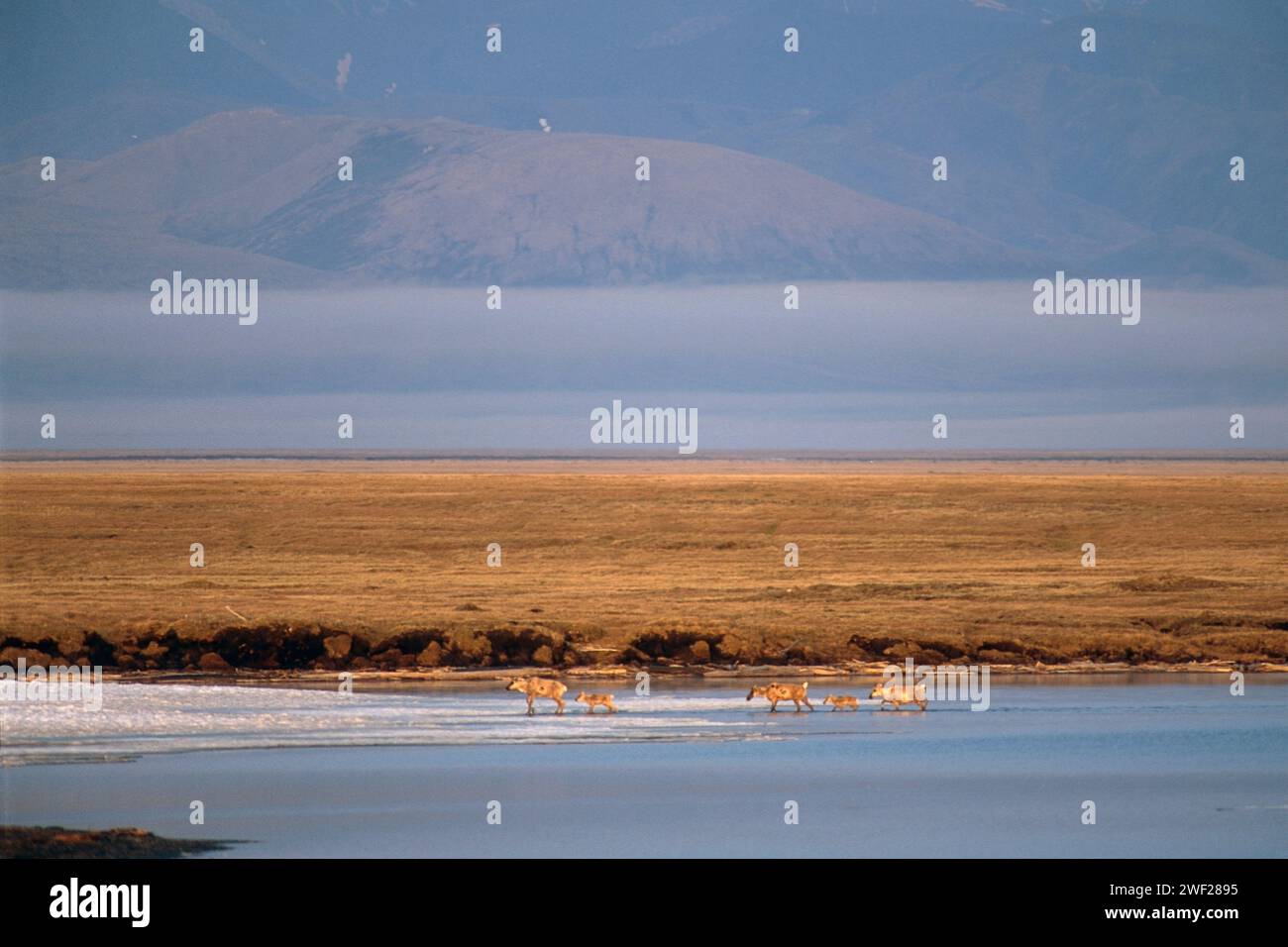 barren ground caribou, Rangifer tarandus, herd along the 1002 coastal ...