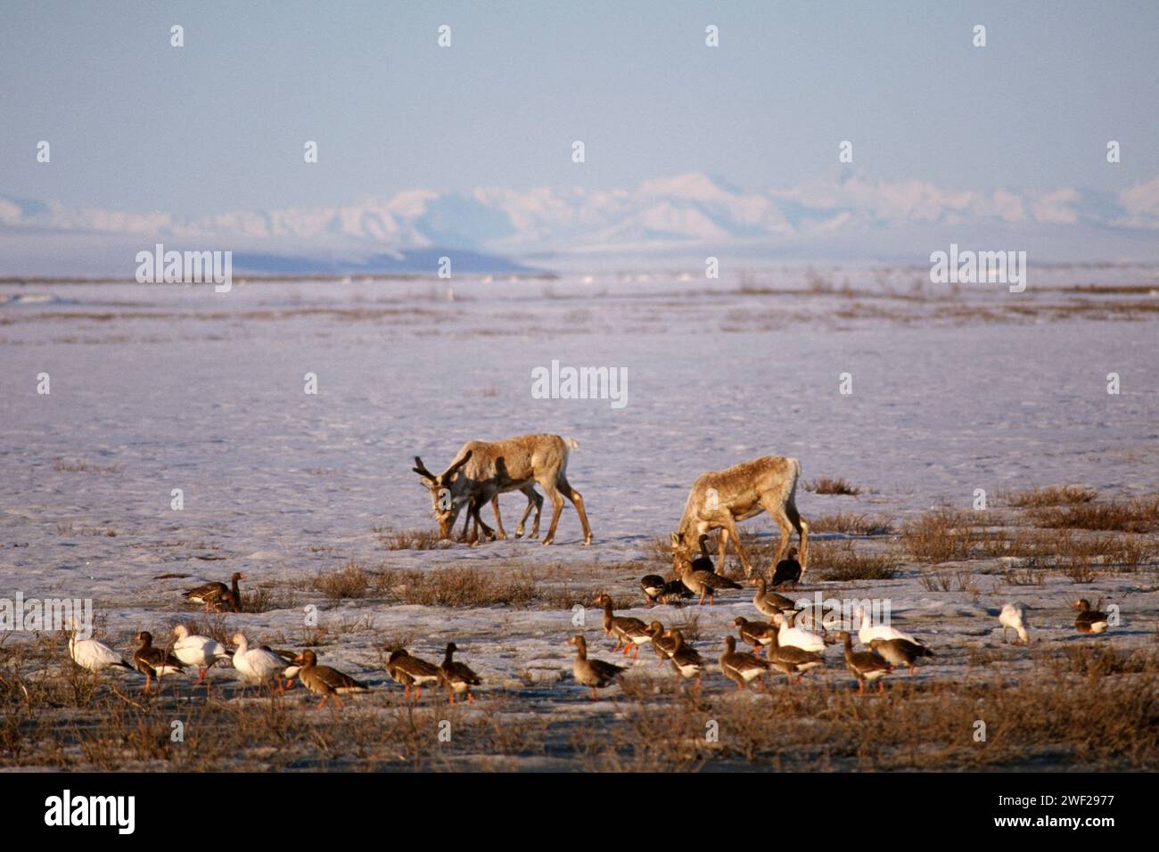 barren ground caribou, Rangifer tarandus, and flock of greater white ...
