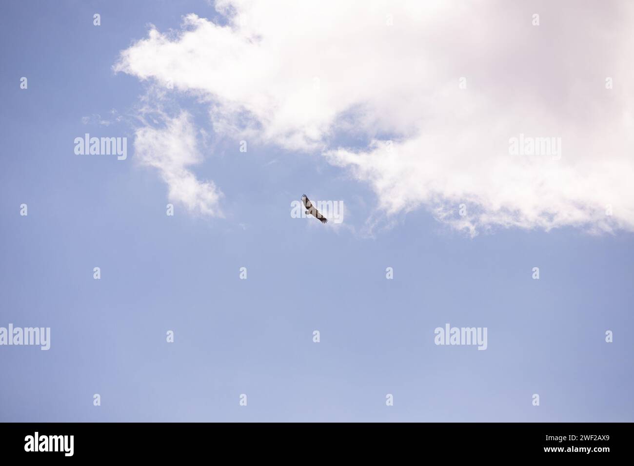 Stalking hawk hi-res stock photography and images - Alamy