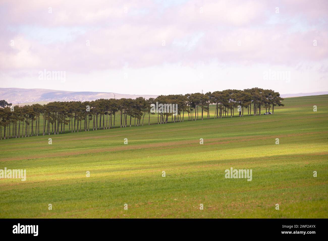 Trees were planted in one row. Shemakha. Azerbaijan Stock Photo - Alamy