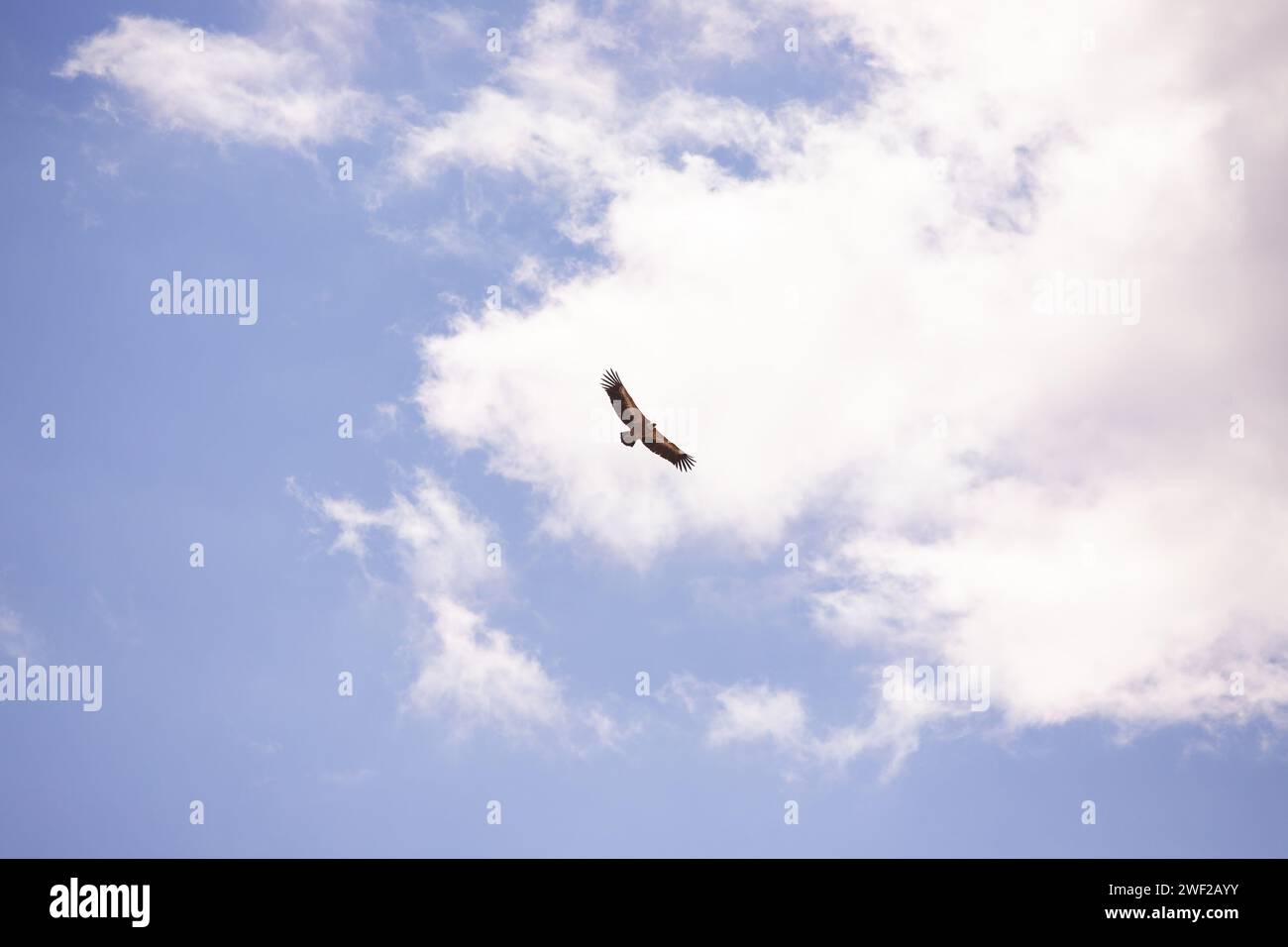 Stalking hawk hi-res stock photography and images - Alamy