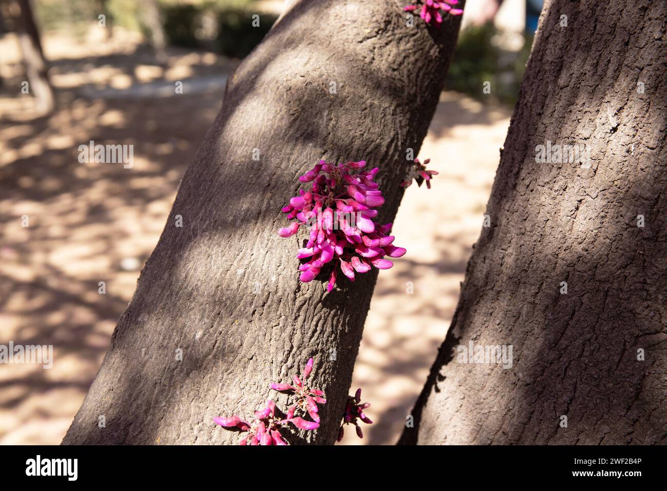 A beautifully flowering tree of Crimson european. Baku. Azerbaijan ...