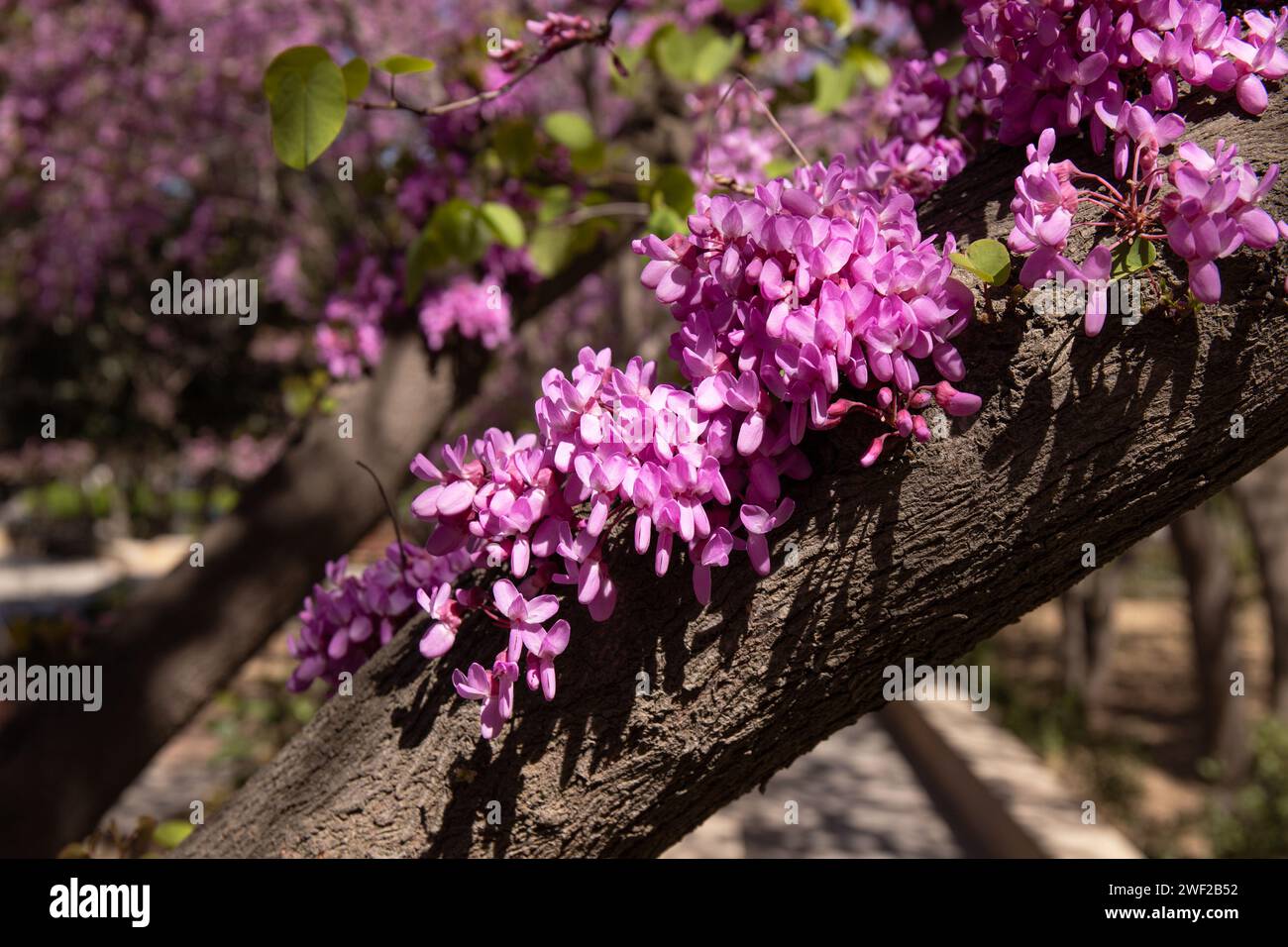A beautifully flowering tree of Crimson european. Baku. Azerbaijan ...