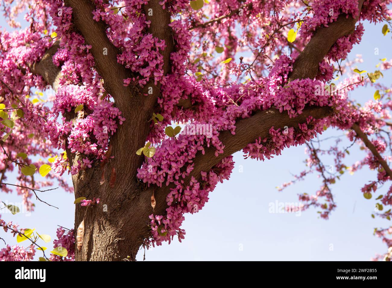 A beautifully flowering tree of Crimson european. Baku. Azerbaijan ...