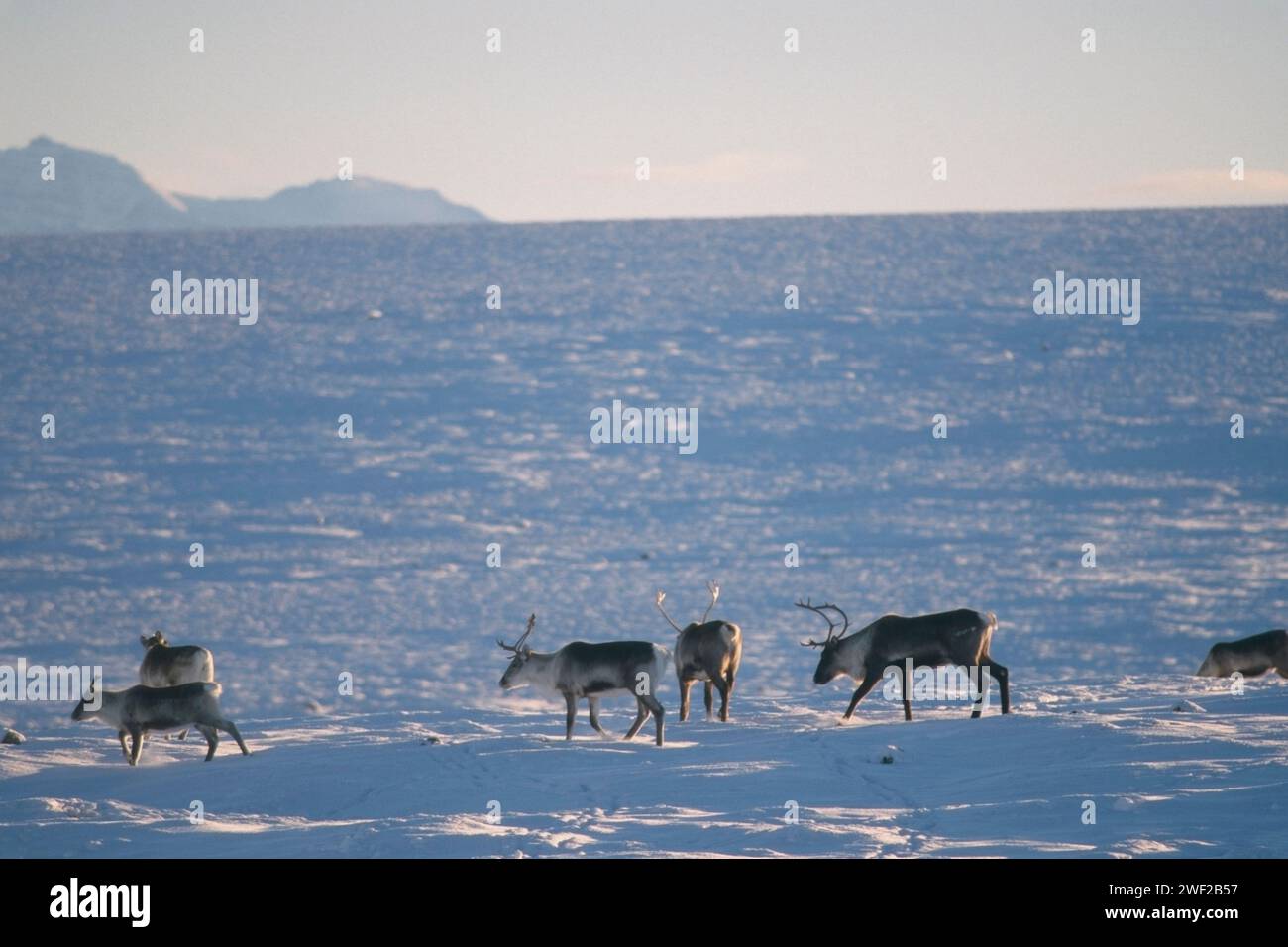 barren ground caribou, Rangifer tarandus, herd on the 1002 coastal ...