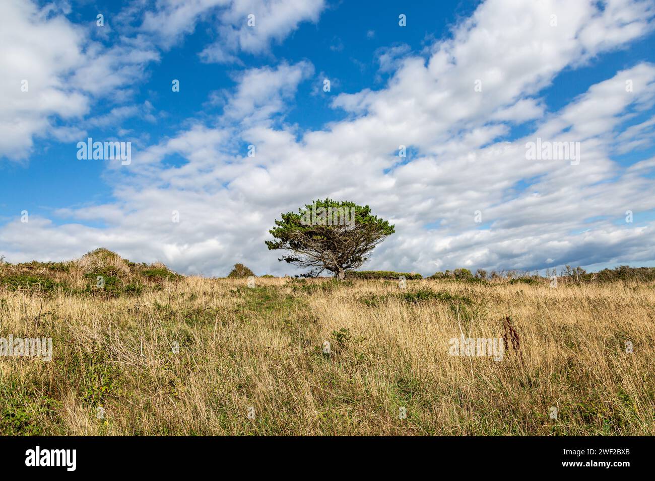 Looking out over a rural Devon landcape Stock Photo - Alamy