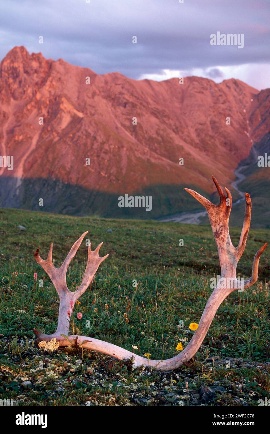 barren ground caribou, Rangifer tarandus, antler glowing in the ...