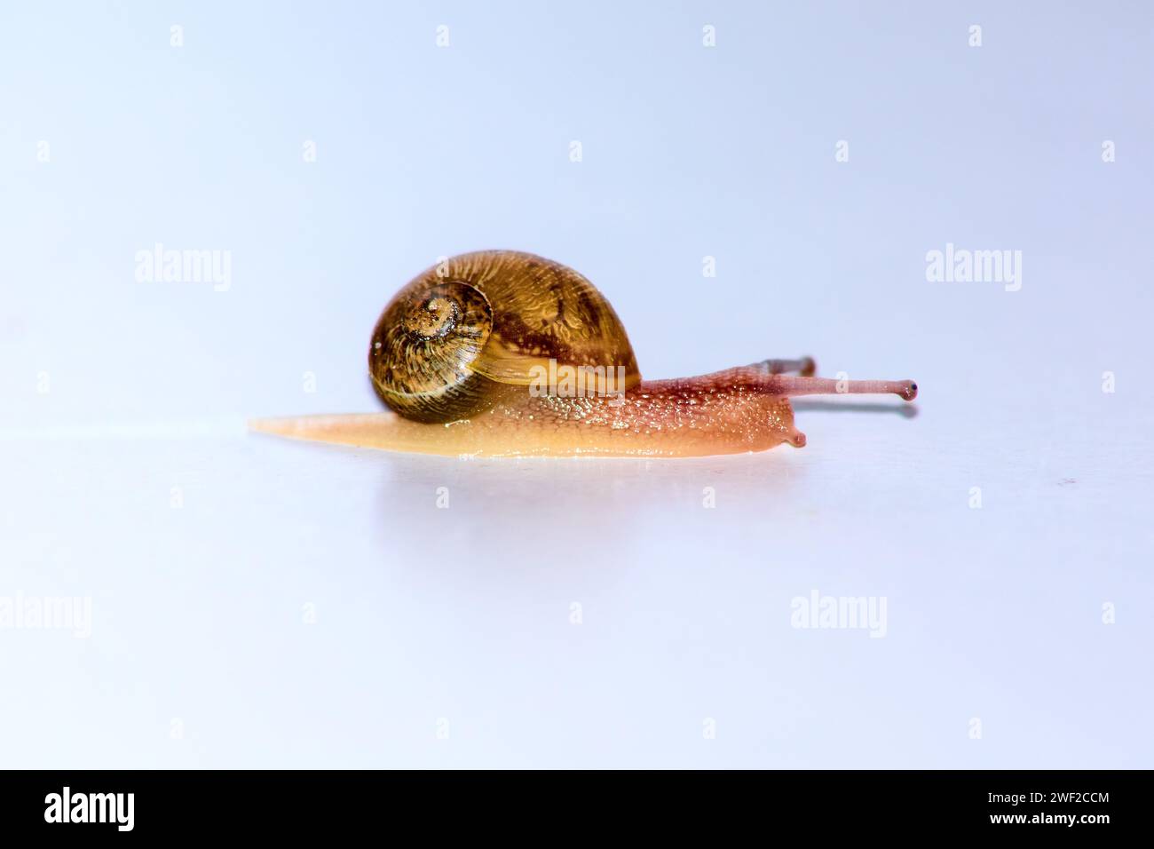 Animal asqueroso hi-res stock photography and images - Alamy