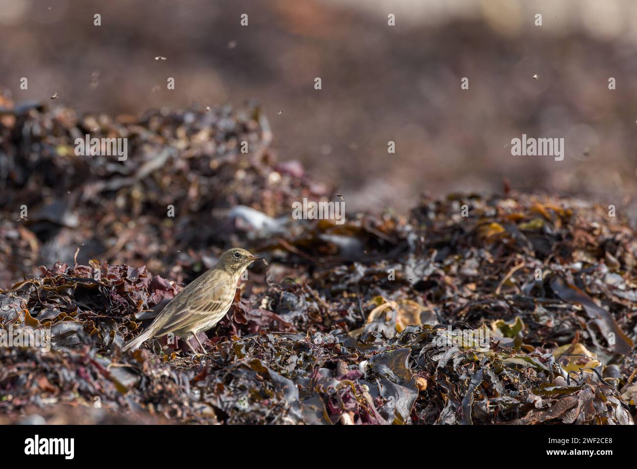 European Rock Pipit [ Anthus petrosus ] hunting for flies at seaweed ...