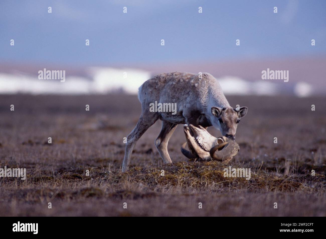 barren ground caribou, Rangifer tarandus, calf with skull, 1002 coastal ...