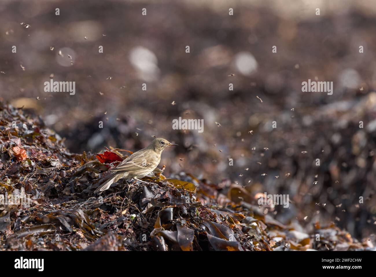 European Rock Pipit [ Anthus petrosus ] hunting for flies at seaweed ...