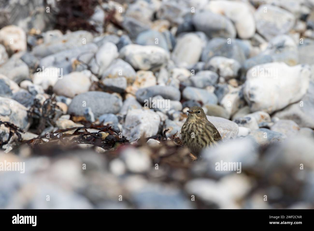 European Rock Pipit [ Anthus petrosus ] hunting for flies at seaweed ...