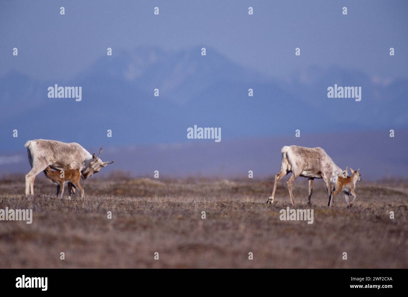 barren ground caribou, Rangifer tarandus, cows with calves on the 1002 ...