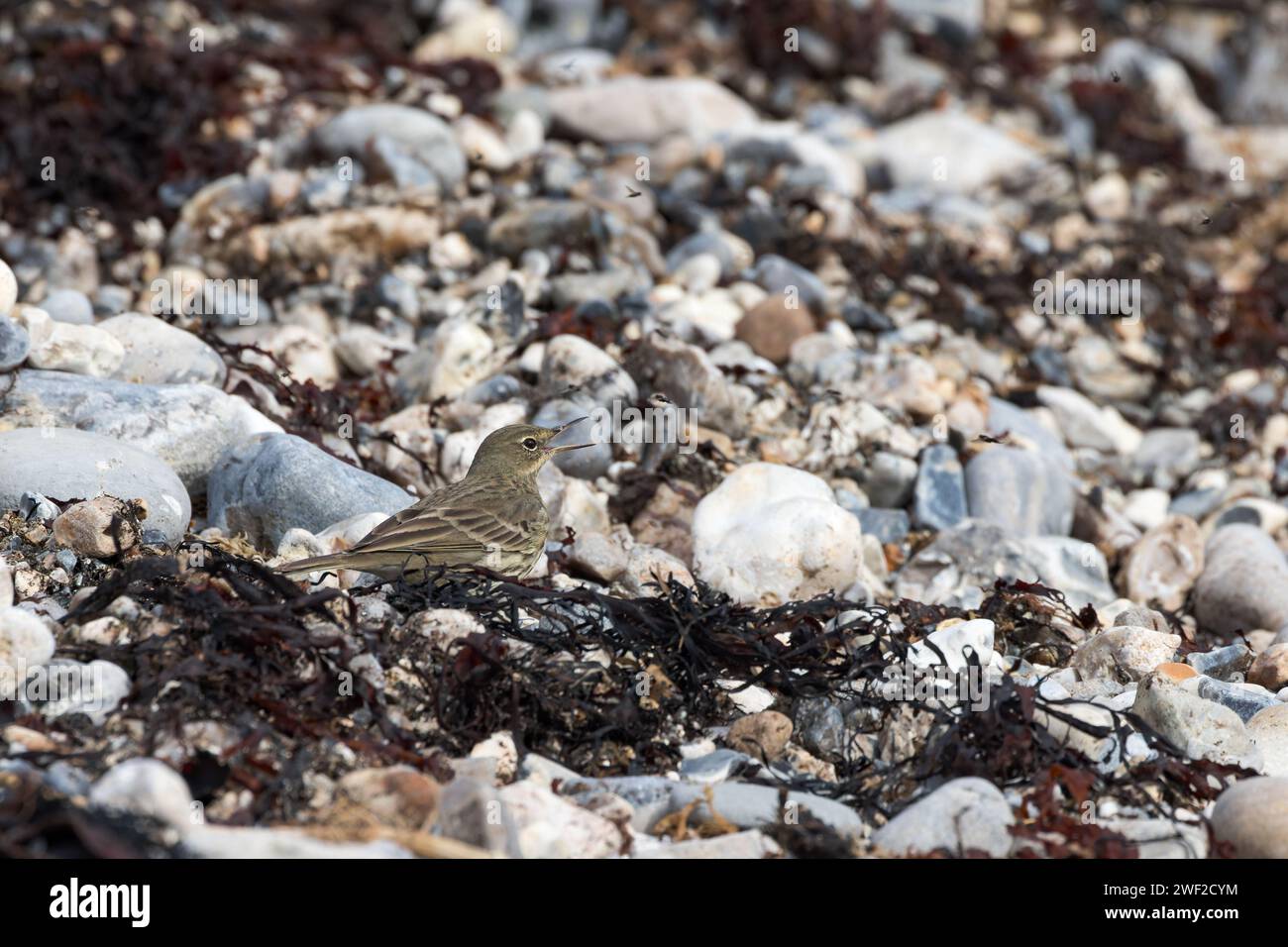 European Rock Pipit [ Anthus petrosus ] hunting for flies at seaweed ...