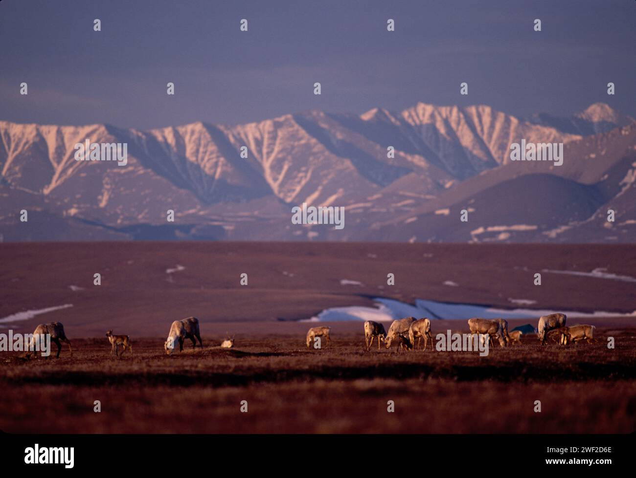barren ground caribou, Rangifer tarandus, herd on the 1002 coastal ...