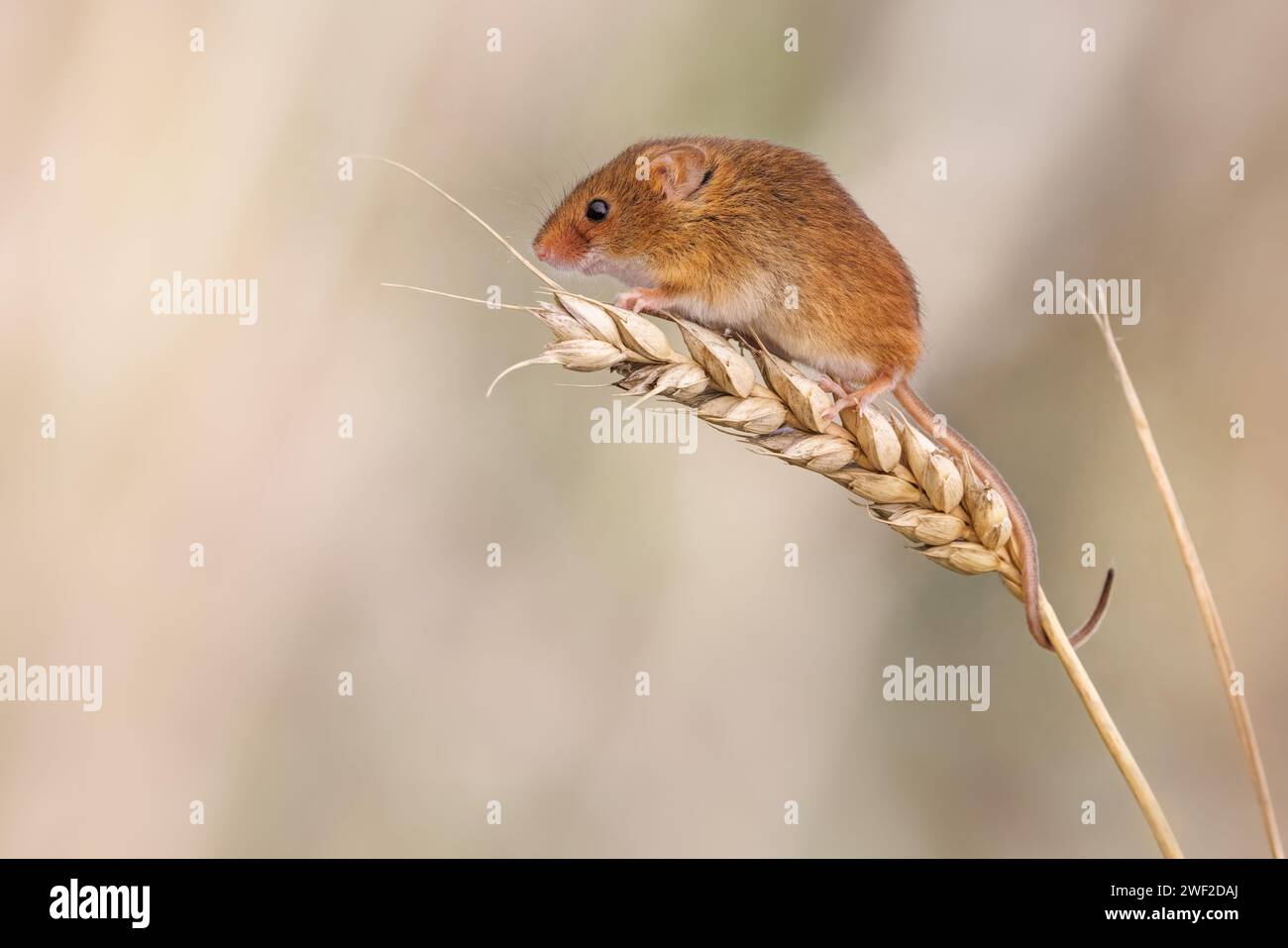 Eurasian Harvest Mouse [ Micromys minutus ] captive animal on ripe ...