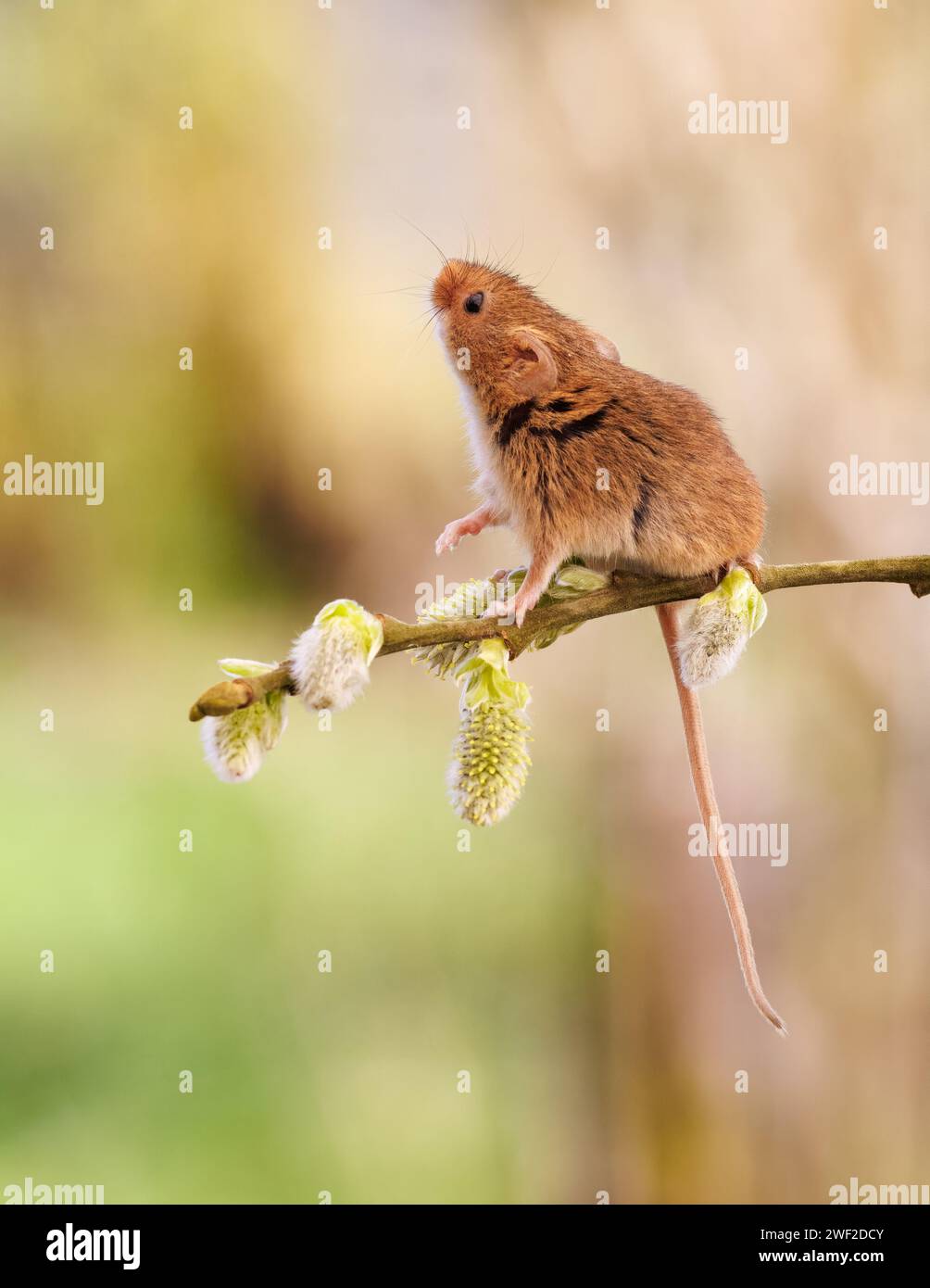 Eurasian Harvest Mouse [ Micromys minutus ] captive animal on willow ...
