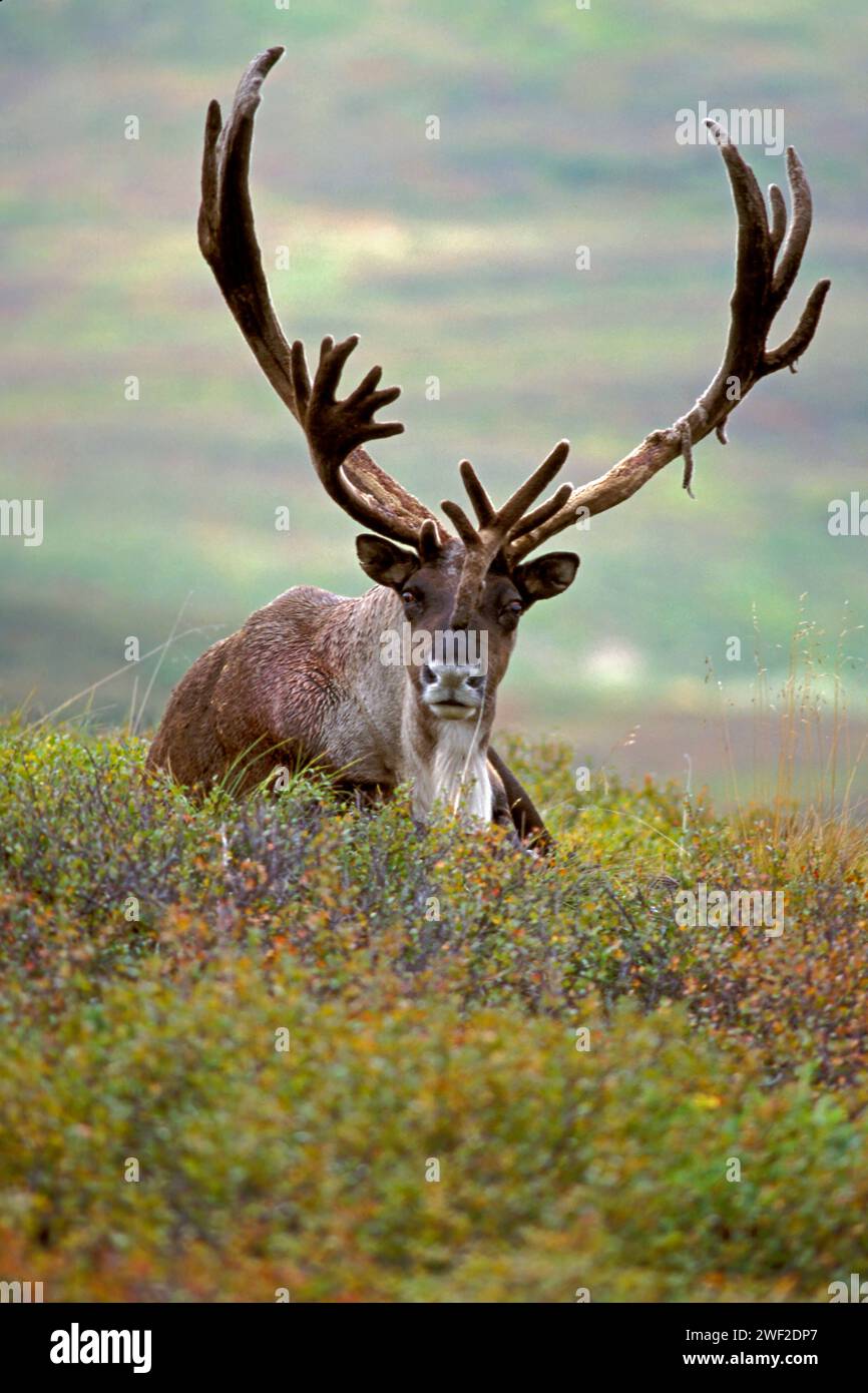 caribou, Rangifer tarandus, resting on tundra in Denali National Park ...
