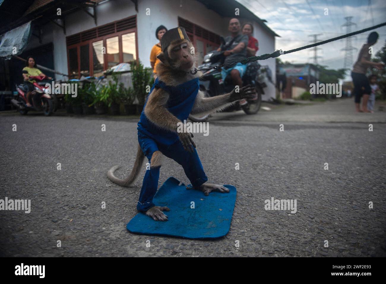 On January 28, 2024, a Long-tailed macaque monkey (Macaca fascicularis ...