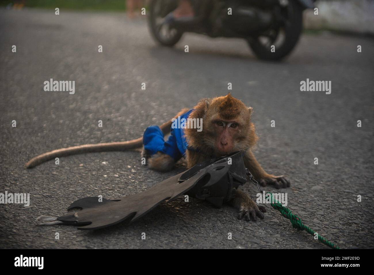 On January 28, 2024, a Long-tailed macaque monkey (Macaca fascicularis ...