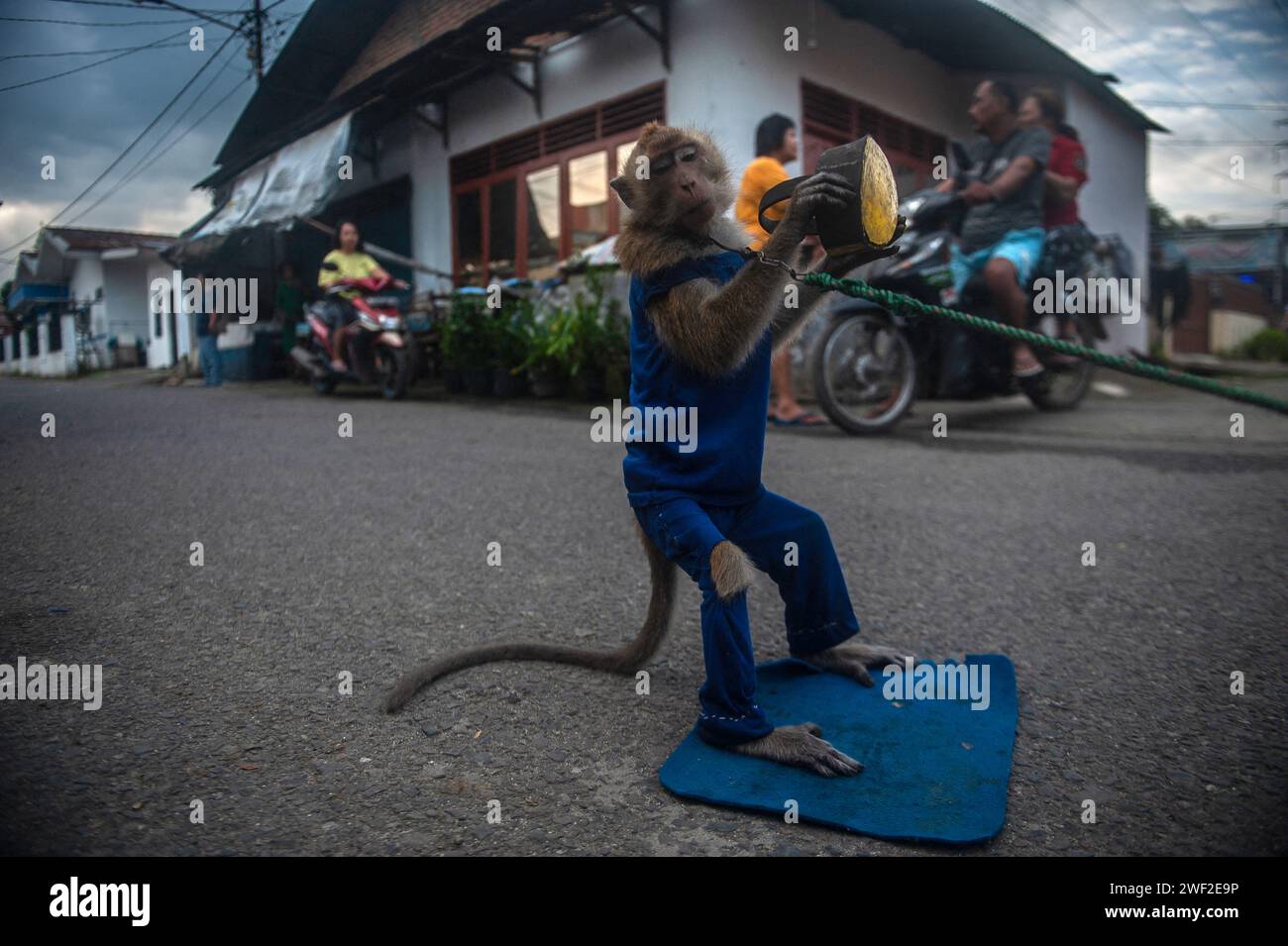 On January 28, 2024, a Long-tailed macaque monkey (Macaca fascicularis ...