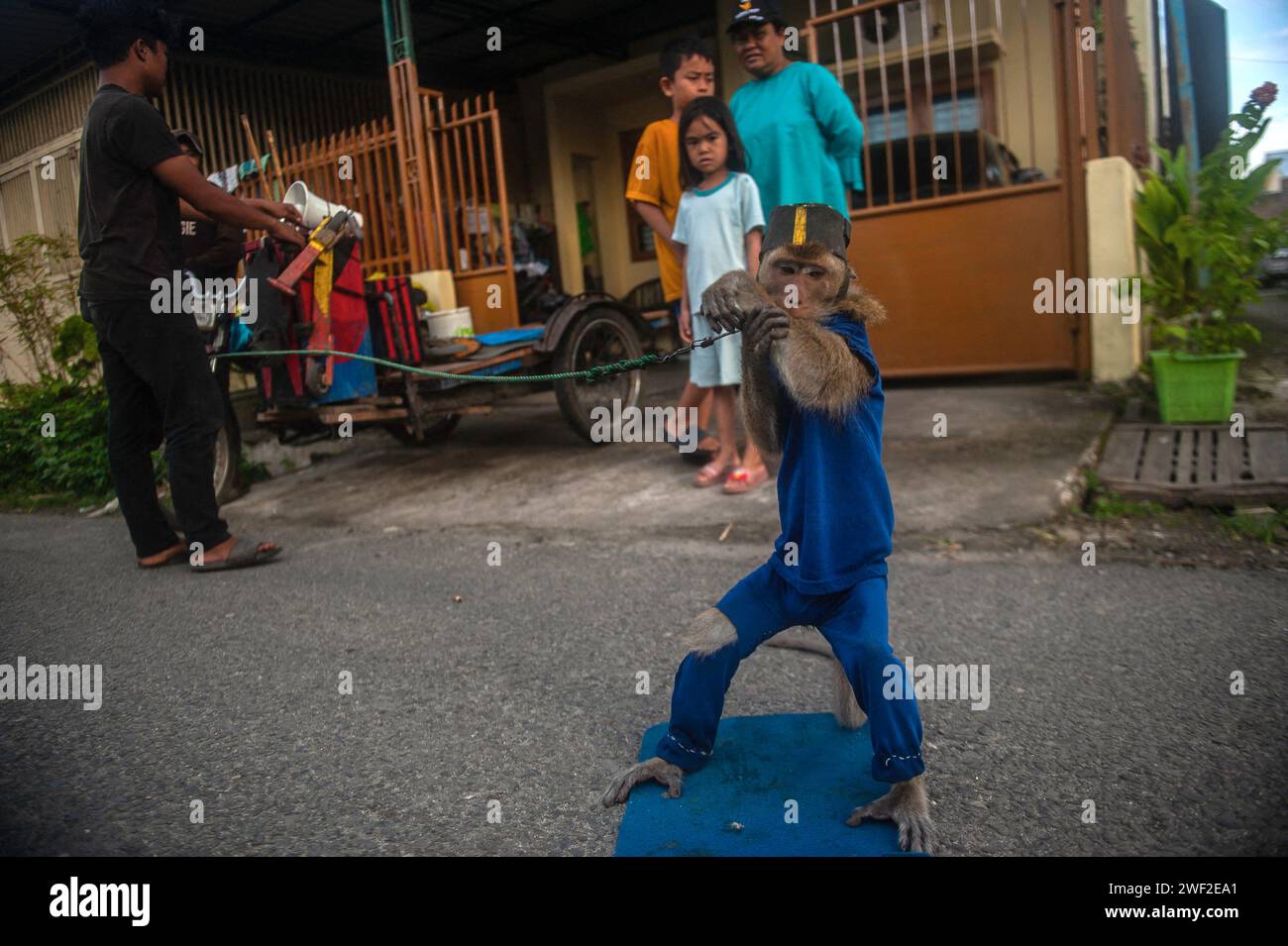 On January 28, 2024, a Long-tailed macaque monkey (Macaca fascicularis karimondjiwae) was seen ...