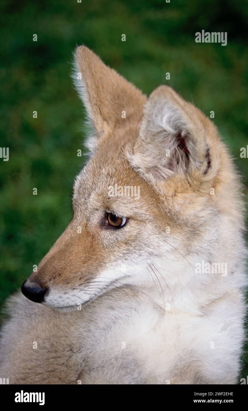 coyote, Canis latrans, in the foothills of the Takshanuk mountains ...