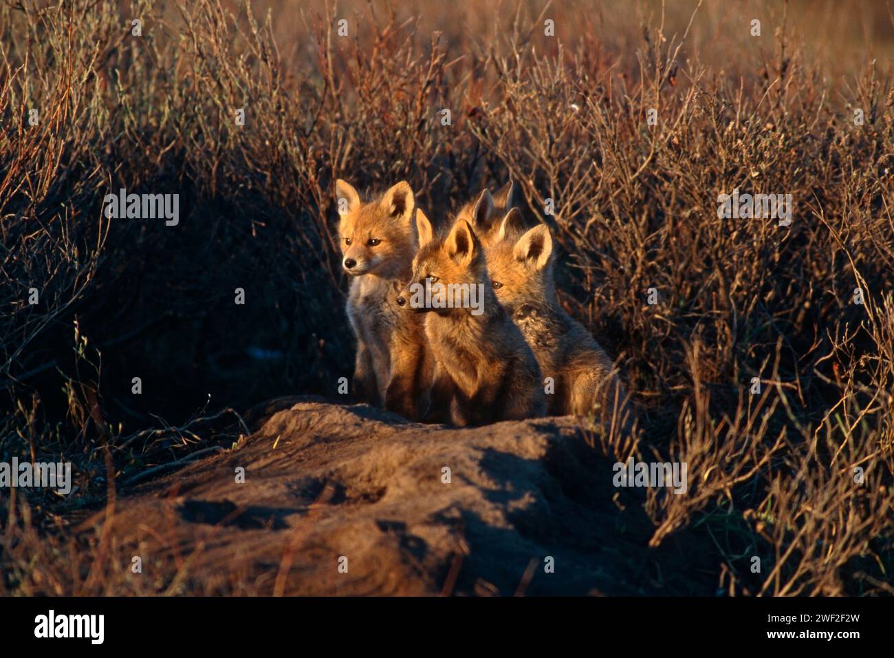 ed fox, Vulpes vulpes, kits outside their den, 1002 coastal plain of ...