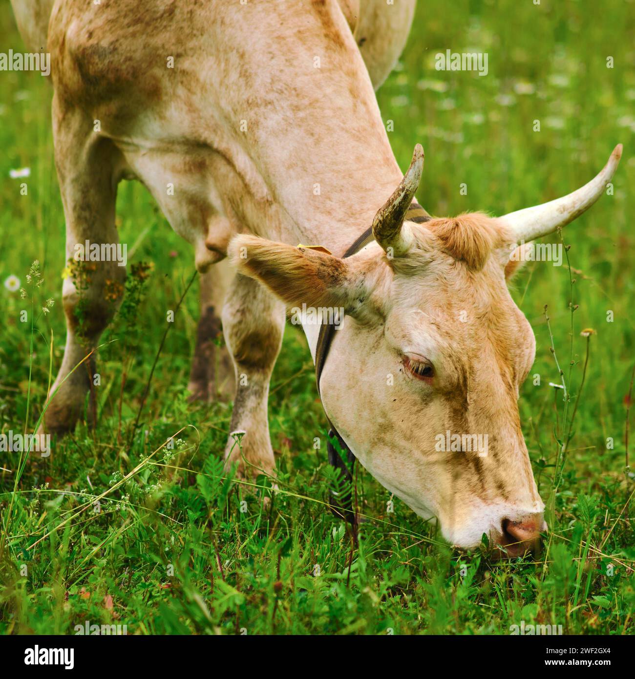 The cows are given access to fresh grass, which is essential for their ...