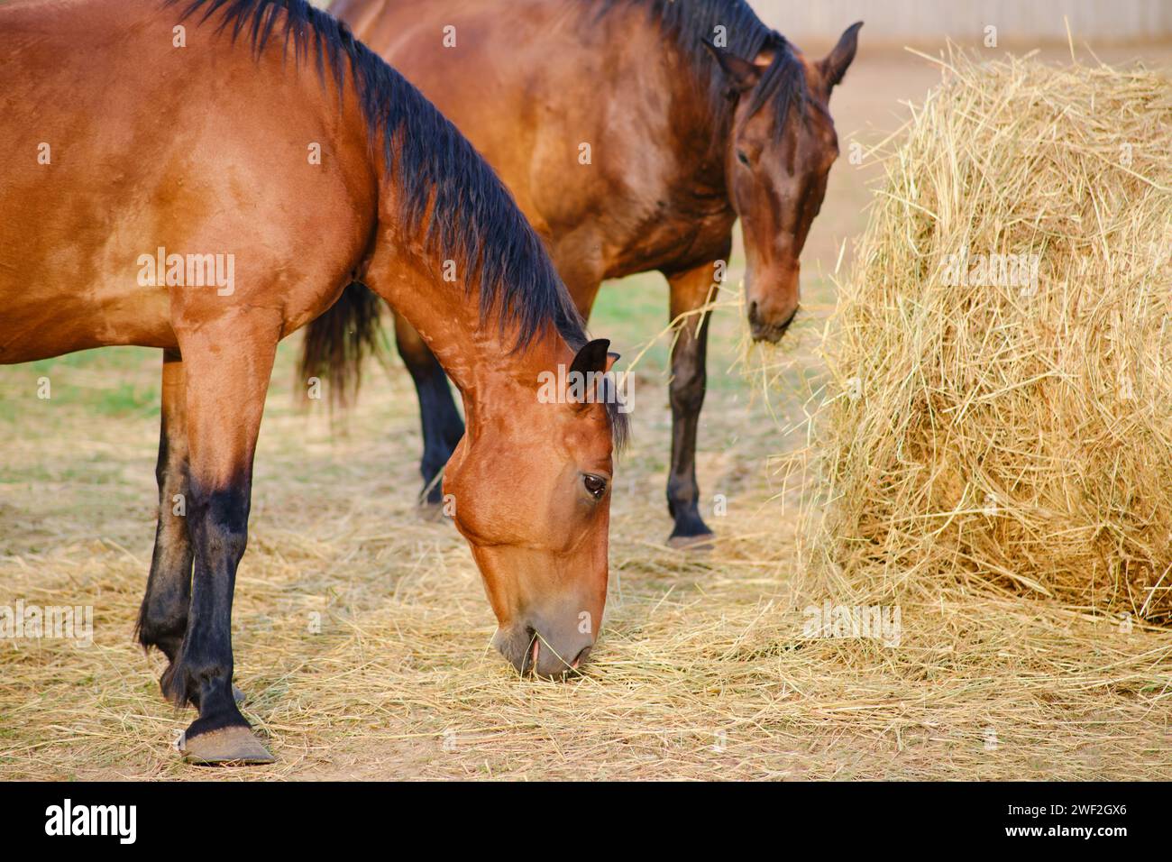 The group of horses happily munches on the nutritious fodder, their ...